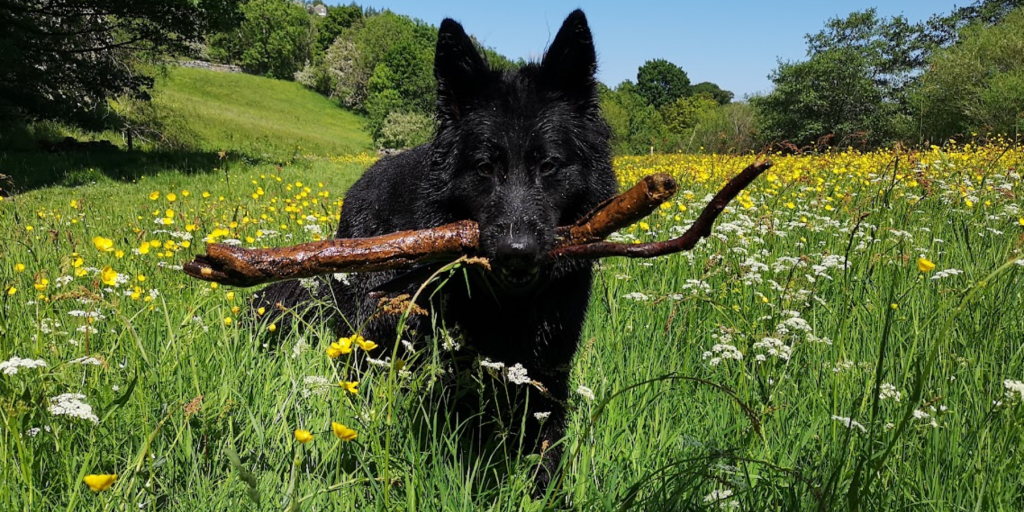 Find Dog Friendly Gardens to visit near you!