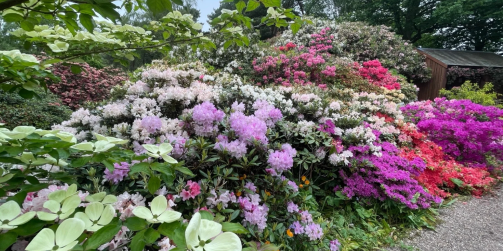 Lea Gardens - Visitor Information, Rhododendrons, Azaleas, Plant Shop ...