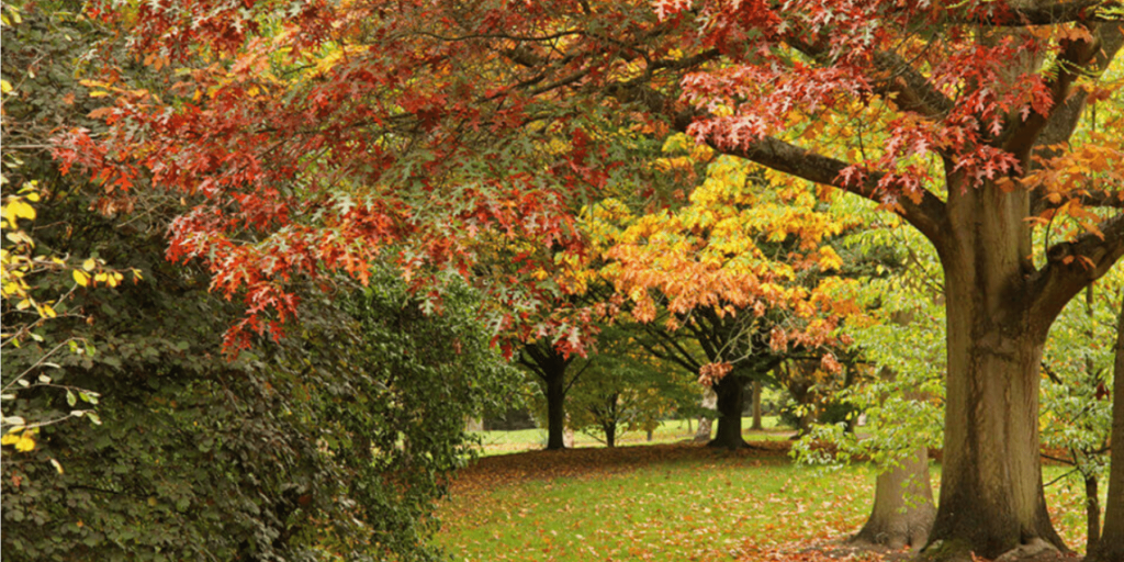 Beale Arboretum - Visitor Information, London Arboretum