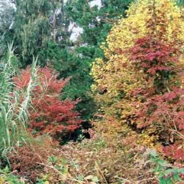 East Ruston Old Vicarage Gardens - Why you should visit!